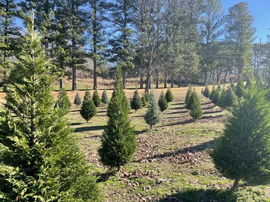 PINE RIDGE TREE FARM - Updated December 2025 - 1923 Fogg Rd N, Nesbit ...