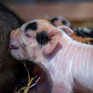 FUNKY MONKEY RANCH - Updated August 2025 - 52 Photos - 4965 Oak Grove ...