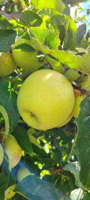 SHAW ORCHARDS - 21 Photos & 14 Reviews - 5594 Norrisville Rd, White ...