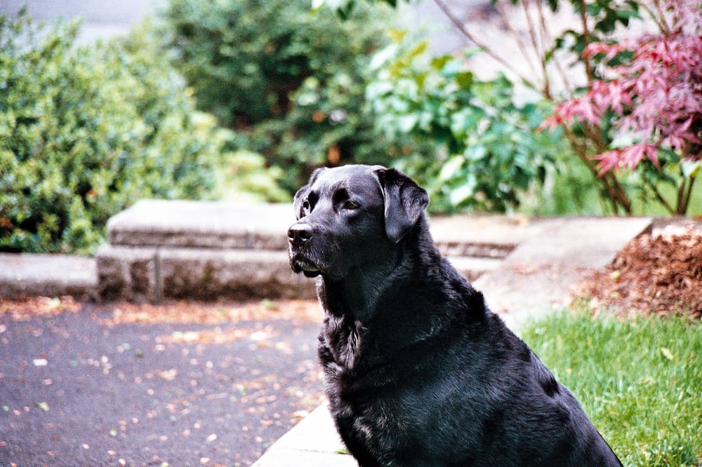 ALL PAWS GOURMET PET STORE - Updated September 2025 - 24 Photos - 31 ...