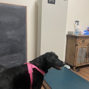 ROWLETT VETERINARY CLINIC - Updated September 2025 - 16 Photos & 71 ...