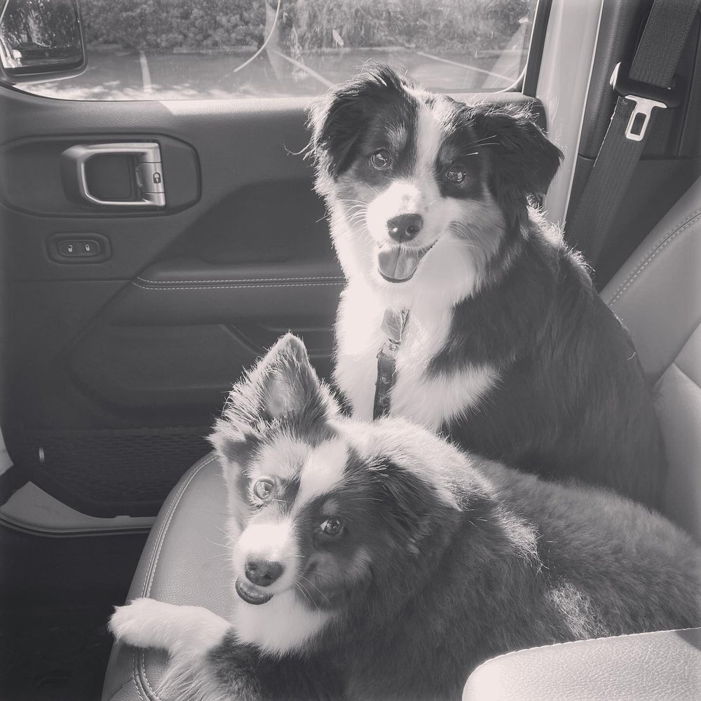 PAWS ON LEARNING - Updated August 2025 - 11 Reviews - 4 Hunter Rd ...