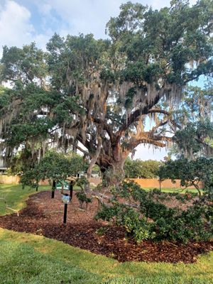 BIG TREE PARK - 13 Photos - 930 N Thornton Ave, Orlando, Florida ...