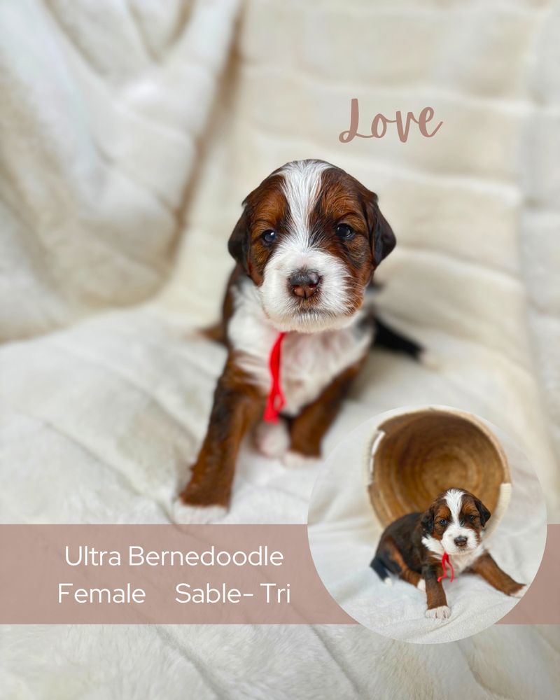 HAMILTON FARM DOODLES - Updated December 2025 - Request Information ...