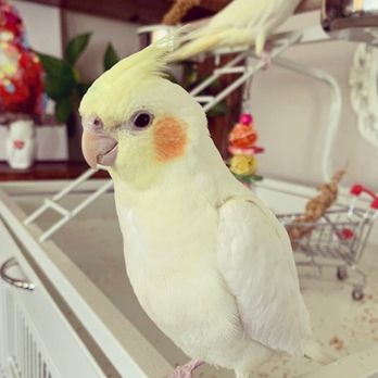 BIRDSMART - Updated October 2025 - 61 Photos & 99 Reviews - 4688 ...