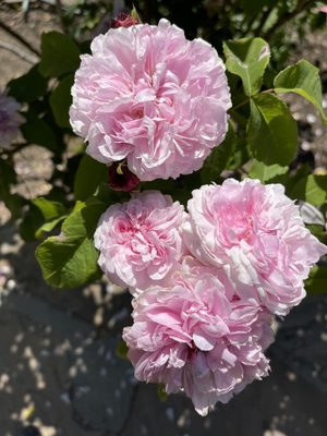 THE BERKELEY ROSE GARDEN - 959 Photos & 241 Reviews - 1200 Euclid Ave ...