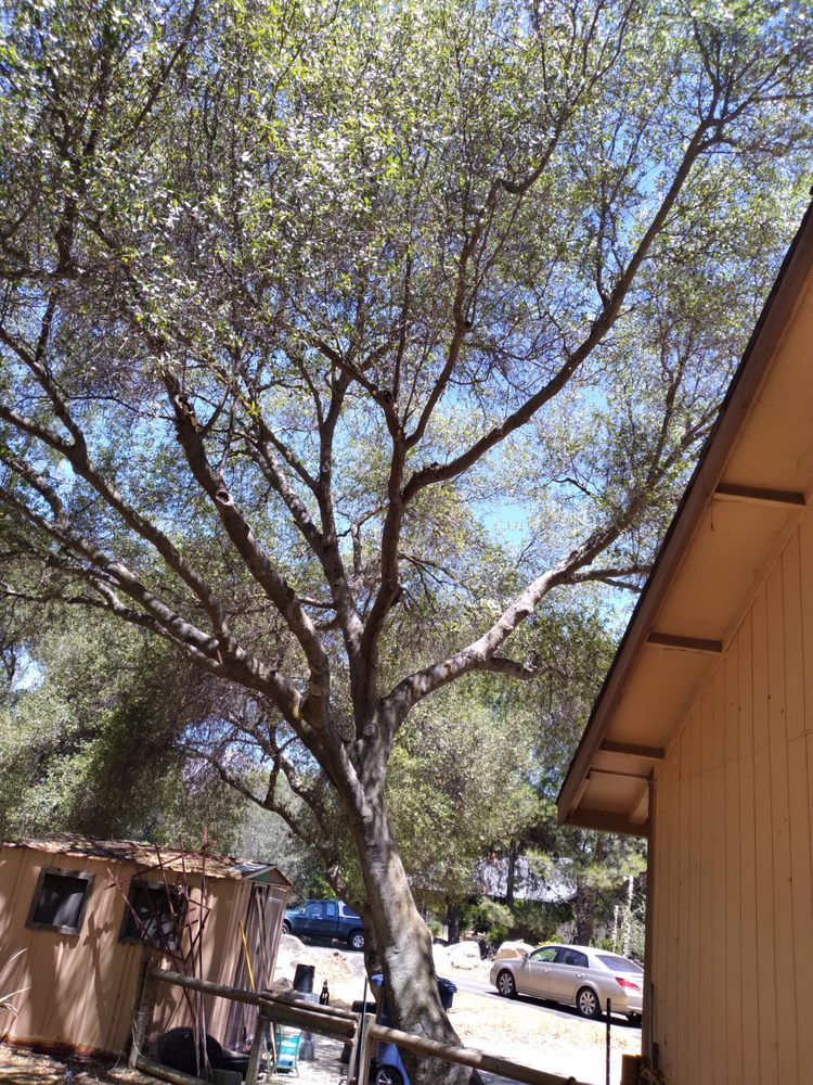 JC’S TREE SERVICE - Updated May 2026 - 24 Photos - Porterville ...