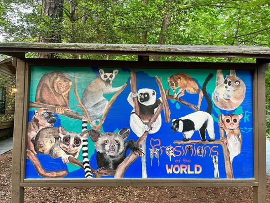 DUKE UNIVERSITY LEMUR CENTER - 175 Photos & 70 Reviews - 3705 Erwin Rd ...