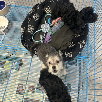 TINYTYKES PUPPIES - Updated August 2025 - 36 Photos & 27 Reviews - 2661 ...