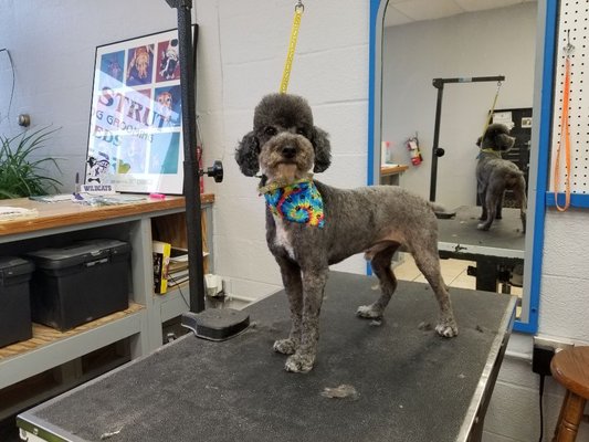 CUT-N-STRUT - Updated January 2026 - 18 Photos & 12 Reviews - 6267 E ...