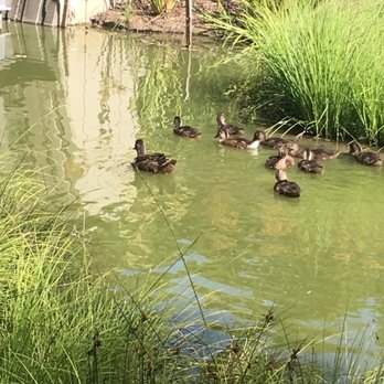 UC DAVIS ARBORETUM AND PUBLIC GARDEN - Updated July 2024 - 1143 Photos ...