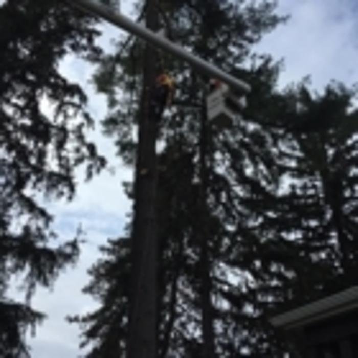 MILLER TREE - Updated November 2025 - 111 Photos - Milton, Ontario ...