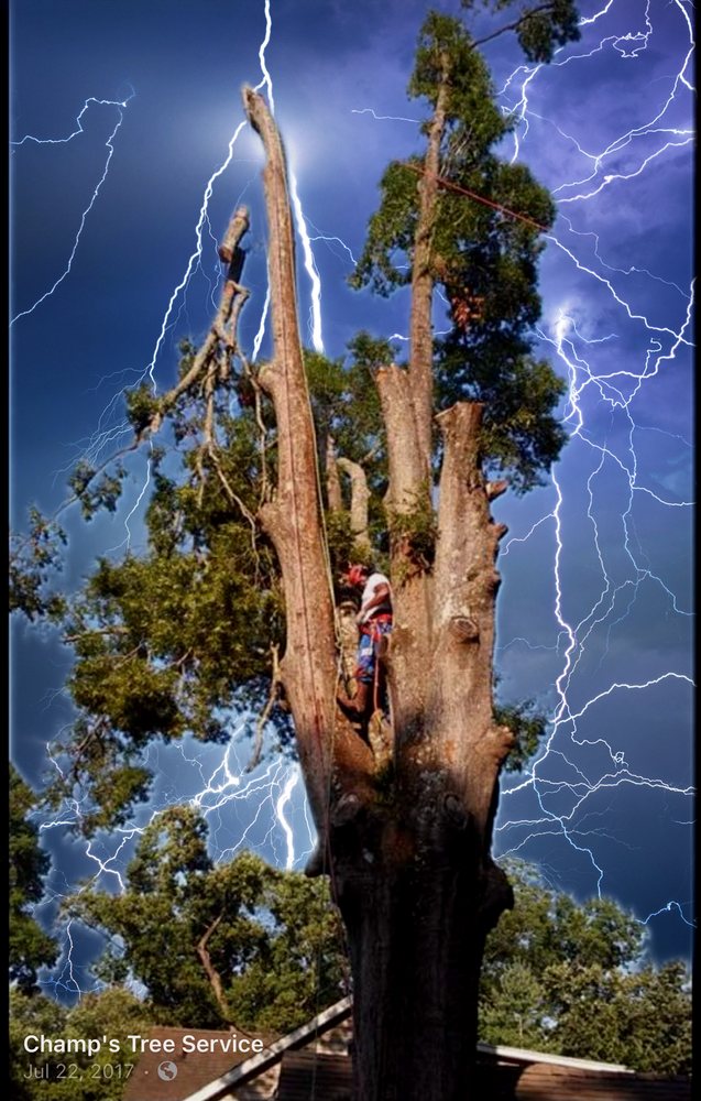 CHAMP’S TREE SERVICE - Updated October 2025 - 16 Photos - Paris ...