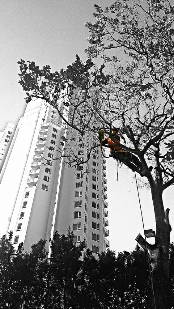 ADVANCED ARBORICULTURE - Request a Quote - 20 Photos - 50 Didsbury St ...