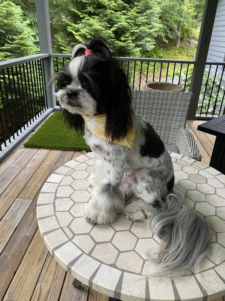 BREVARD DOG GROOMERS - Updated July 2025 - 1474 Asheville Hwy, Brevard ...