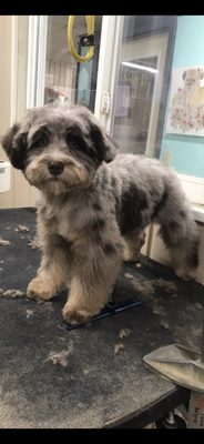 ALL TAILS R WAGGIN - Updated March 2025 - 148 Photos & 76 Reviews ...