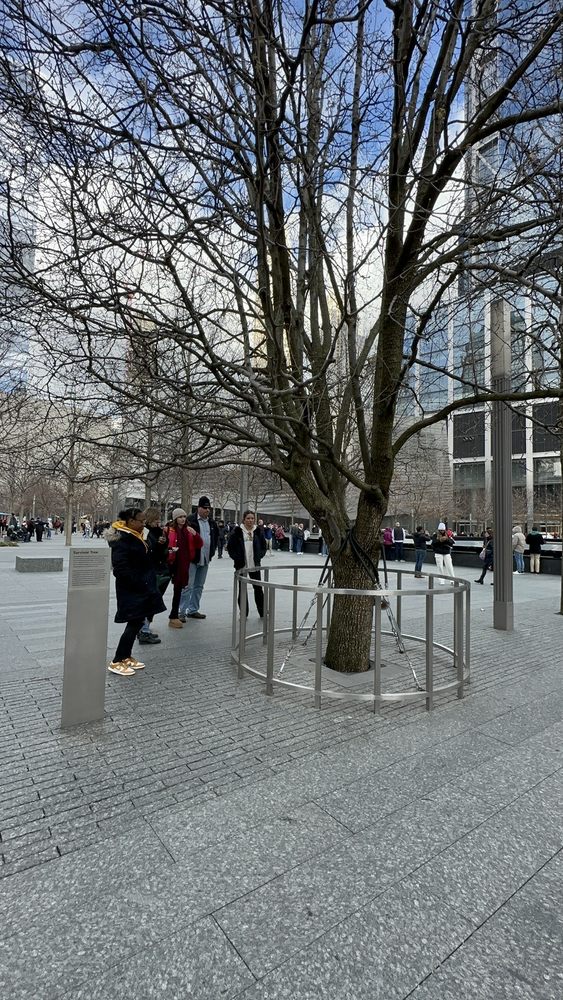 SURVIVOR TREE - New York, NY - Yelp