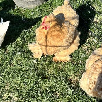 THE DINGLE FAMILY FARM AND STABLES - Updated November 2025 - 555 Photos ...