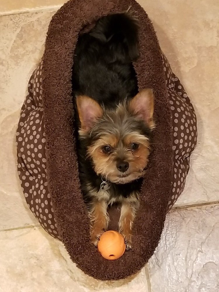 YORKIE911 RESCUE - Updated April 2026 - 20 Photos & 14 Reviews - North ...