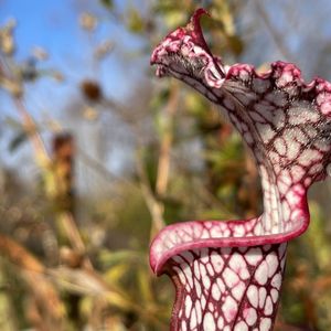 SKITTS MOUNTAIN FARMS - Updated November 2024 - 42 Photos - 7883 GA-254 ...