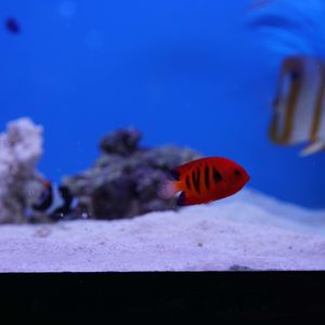 ABSOLUTELY FISH - 72 Photos & 112 Reviews - 1080 US Hwy 46, Clifton ...