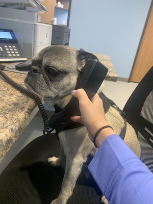 RINOVET ANIMAL EMERGENCY CARE - Updated September 2024 - 12 Photos & 16 ...