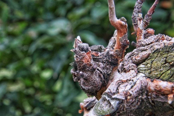 EDWARDS APPLE ORCHARD - Updated October 2024 - 425 Photos & 193 Reviews ...