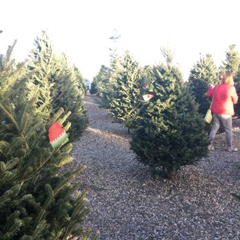 HEIDRICH’S COLORADO TREE FARM NURSERY - Updated December 2025 - 27 ...