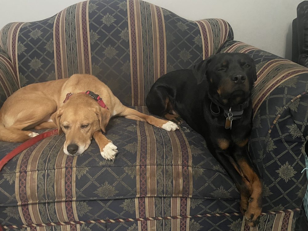 ZEN K9 - Updated October 2025 - 19 Photos & 10 Reviews - Chandler ...