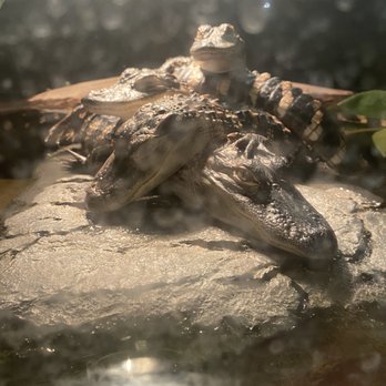 GATOR SPOT - Updated April 2025 - 40 Photos - 5700 Fun Spot Way ...