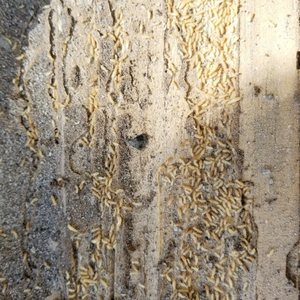 RIDD PEST CONTROL - 25 Reviews - 5418 56th Commerce Park Blvd, Tampa ...