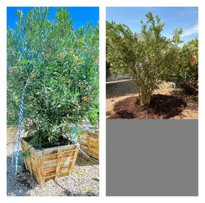 MOON VALLEY NURSERIES - Updated January 2025 - 580 Photos & 306 Reviews - 2653 East McKellips Rd ...