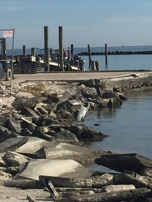 FULTON FISHING PIER - 34 Photos - Fishing - 402 N Fulton Beach Rd ...