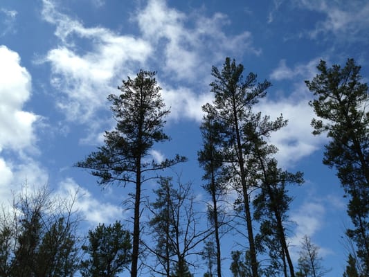 HUNTERSVILLE STATE FOREST - Updated July 2025 - Huntersville Forest Rd ...