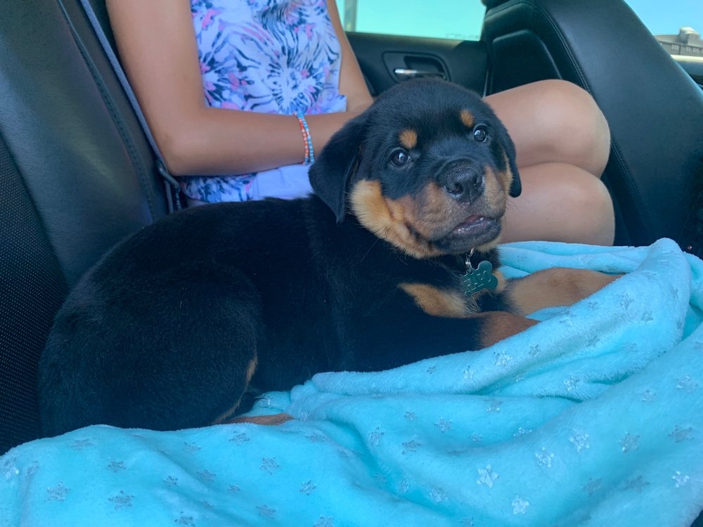 WINDY RIVER RANCH ROTTWEILERS - Updated October 2025 - 8233 Hwy 14 ...