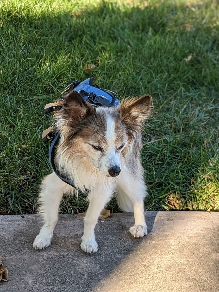 CASTRO VALLEY ANIMAL HOSPITAL - 77 Photos & 288 Reviews - 2837 Castro ...