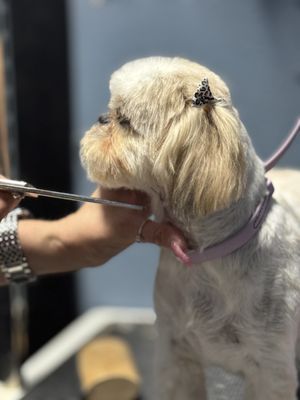 TOP DOG PET STORE & GROOMING MURRIETA - Updated January 2026 - 105 ...