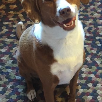 CRAVEN ANIMAL HOSPITAL - Updated June 2024 - 26 Reviews - 4603 Old ...