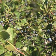 LARSEN LAKE BLUEBERRY FARM - 185 Photos & 71 Reviews - 14812 SE 8th St ...