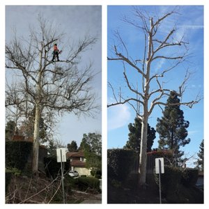 MASTER TREE SERVICES - TEMP. CLOSED - Updated July 2025 - 235 Photos ...