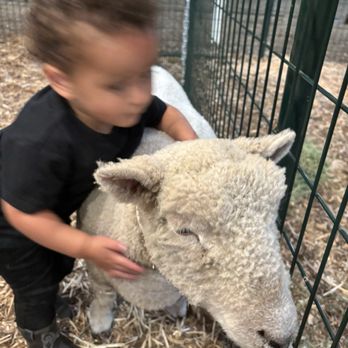 PIERCE PUMPKIN PATCH - Updated December 2025 - 13 Photos & 22 Reviews ...