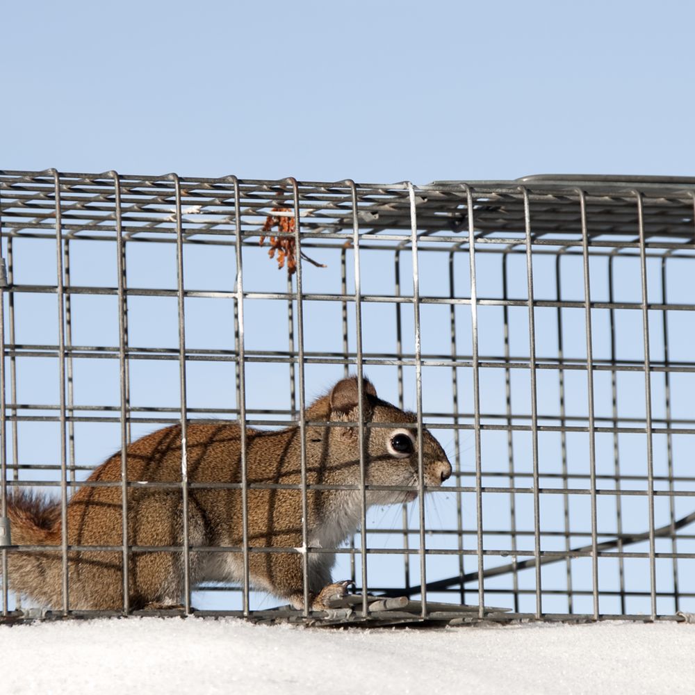 WILDLIFE MANAGEMENT DIVISION - Request Information - Tampa Bay, Florida ...