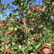 FLINCHBAUGH’S ORCHARD & FARM MARKET - 109 Photos & 16 Reviews - 110 ...