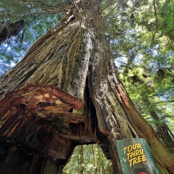 TOUR THRU TREE - Updated May 2025 - 90 Photos & 52 Reviews - 430 CA-169 ...
