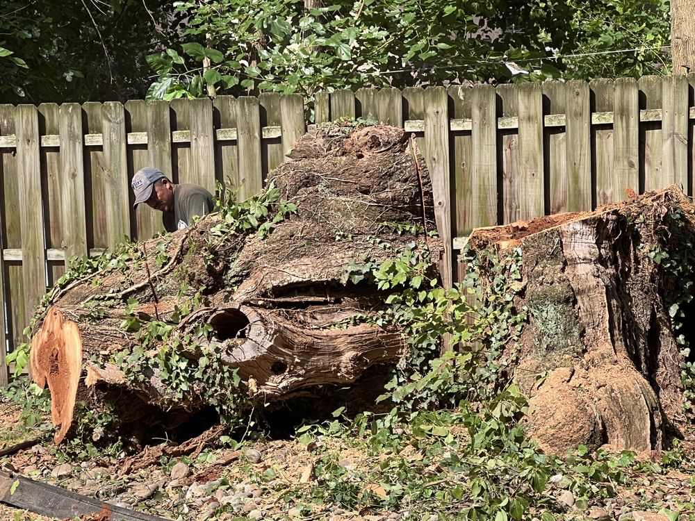 MYNOR’S TREE EXPERTS - Updated December 2025 - 20 Photos & 12 Reviews ...