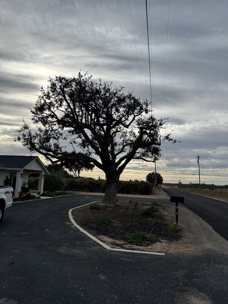 TOP TIER TREE CARE - 34 Photos - 91 S Kelly St, Lodi, California - Tree ...