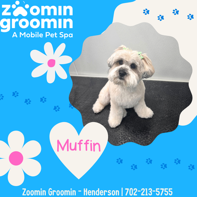 ZOOMIN GROOMIN - Updated April 2025 - 107 Photos & 45 Reviews ...