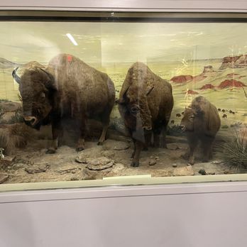 TEXAS SCIENCE & NATURAL HISTORY MUSEUM - Updated October 2025 - 174 ...