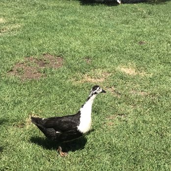 MAGNOLIA BIRD FARM - Updated August 2025 - 153 Photos & 198 Reviews ...