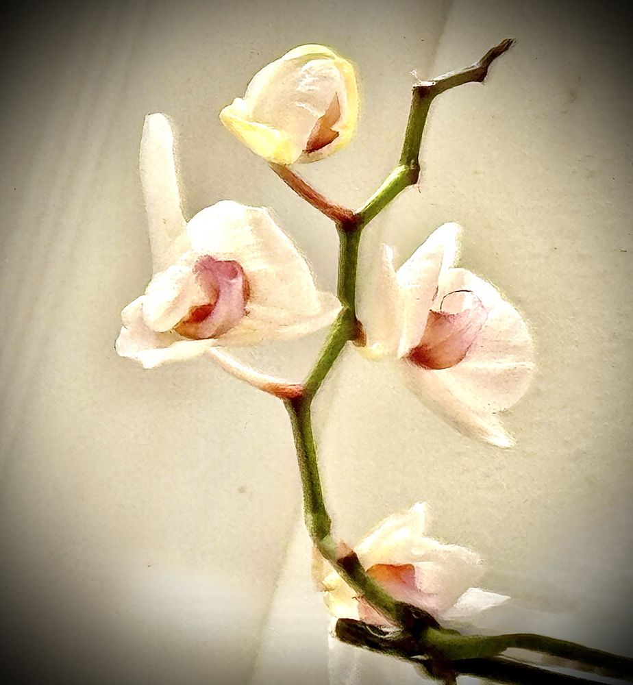 VIP NAILS - Updated January 2026 - 107 Photos & 111 Reviews - 49950 Jefferson St, Indio ...